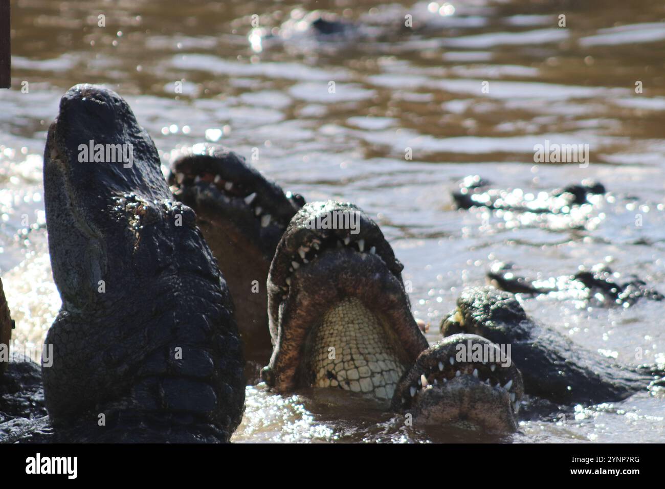 Alligators in Florida USA Stock Photo - Alamy