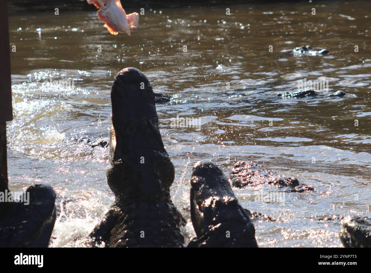 Alligators in Florida USA Stock Photo - Alamy