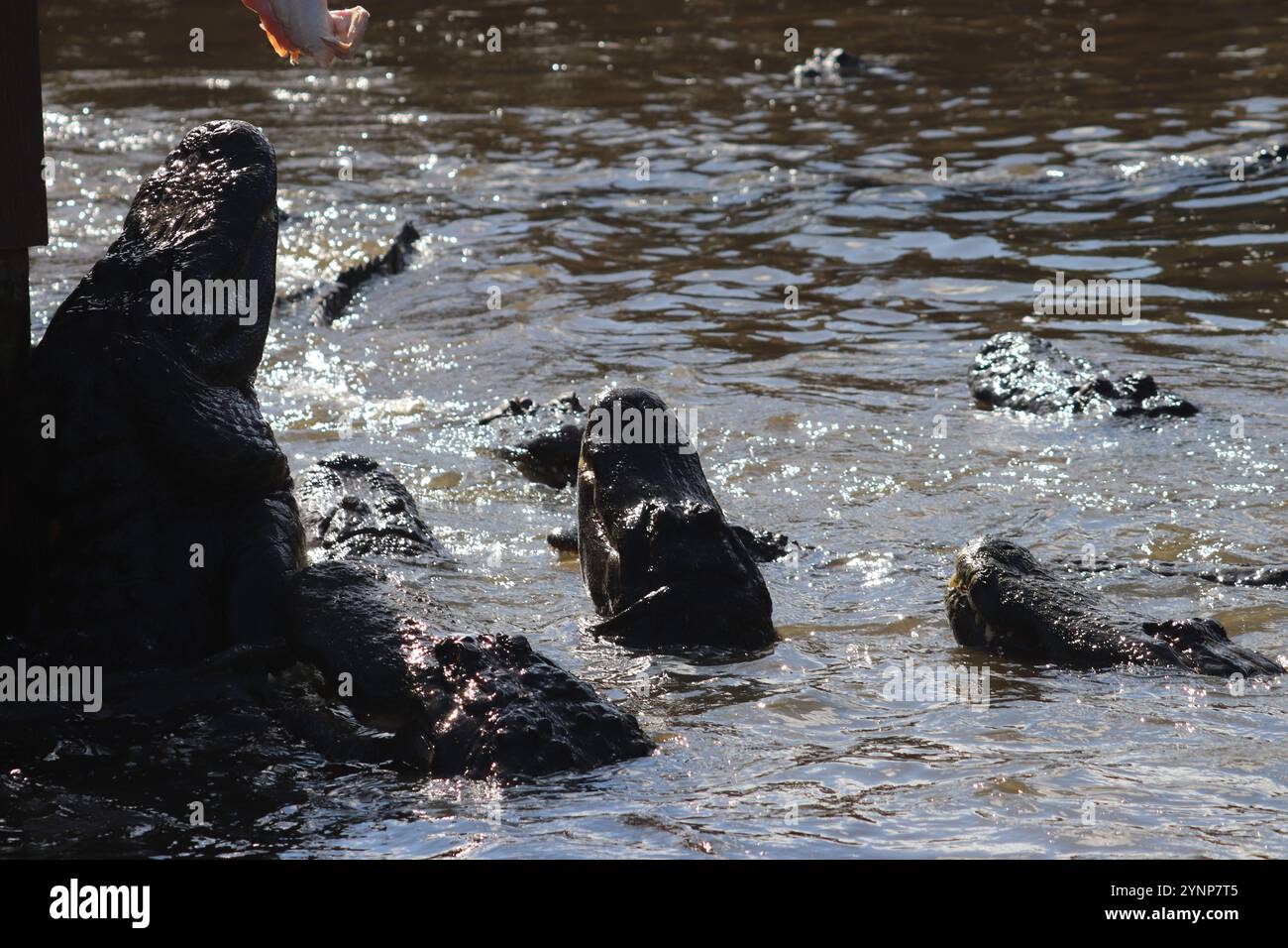 Alligators in Florida USA Stock Photo - Alamy