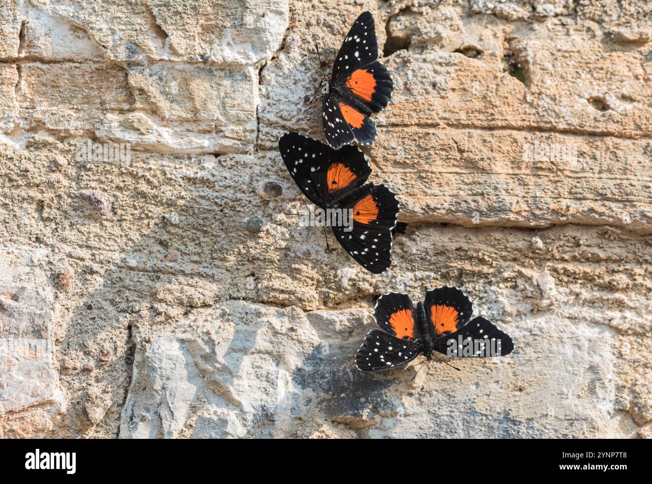 Crimson Patch (Chlosyne janias) mud-puddling on a wall near to the ...