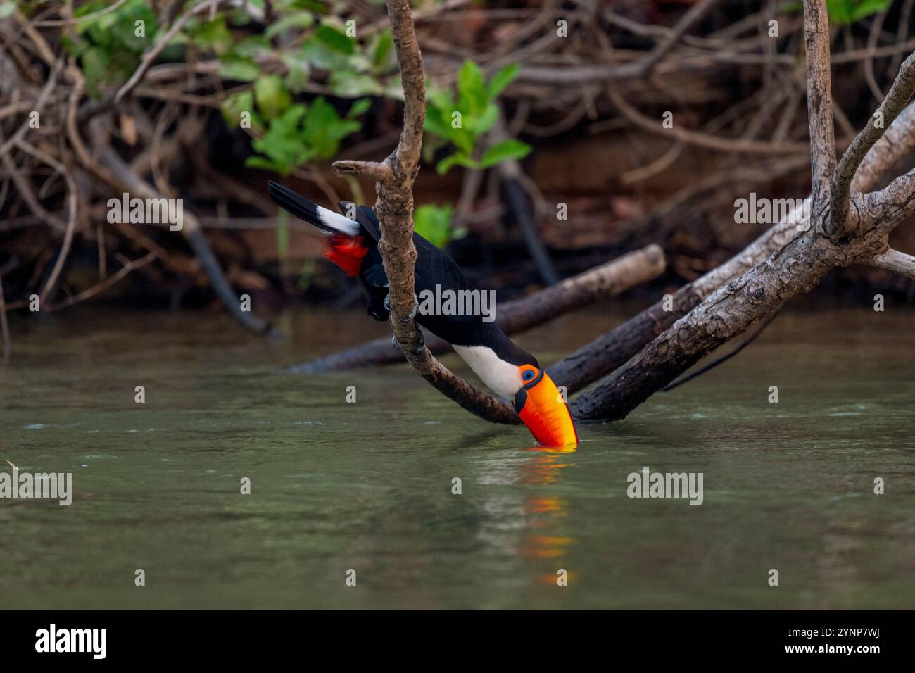 A Toco toucan (Ramphastos toco) is drinking water from a tributary of ...