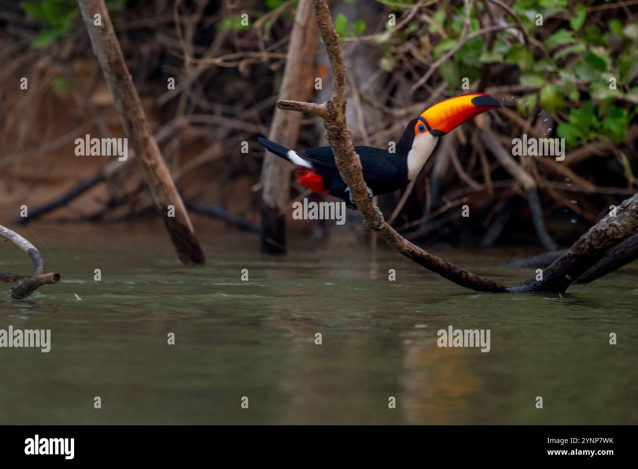 A Toco toucan (Ramphastos toco) is drinking water from a tributary of ...