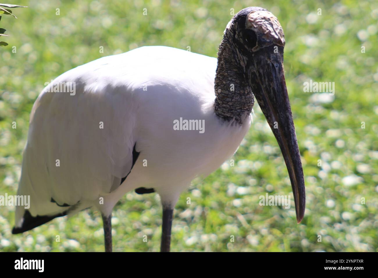Wood Stork In Florida USA Stock Photo - Alamy