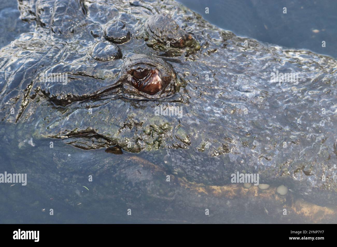 Alligators in Florida USA Stock Photo - Alamy