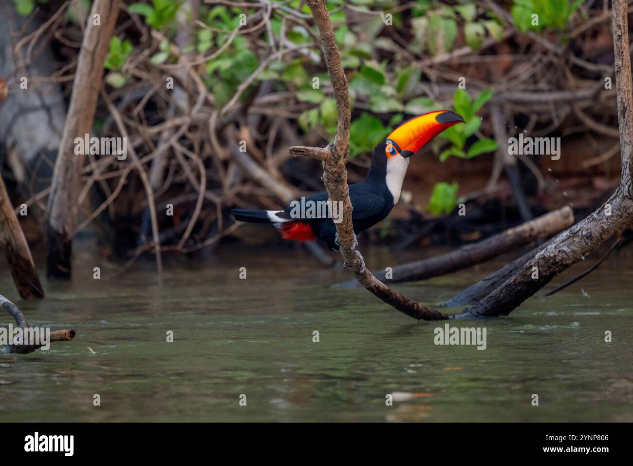 A Toco toucan (Ramphastos toco) is drinking water from a tributary of ...
