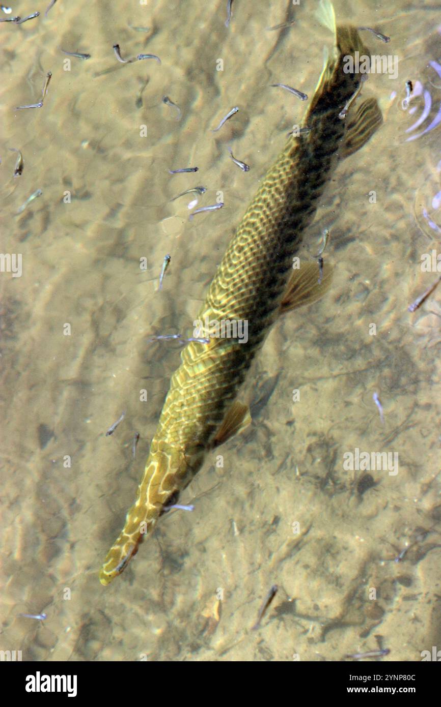 Alligator gar fish (Atractosteus Spatula) is native species in ...
