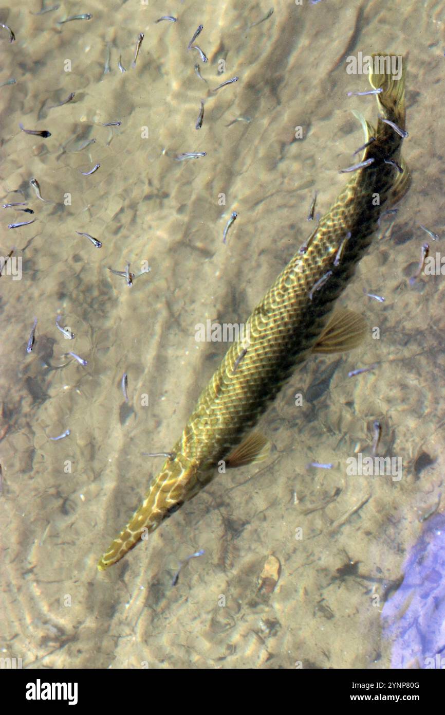 Alligator gar fish (Atractosteus Spatula) is native species in ...
