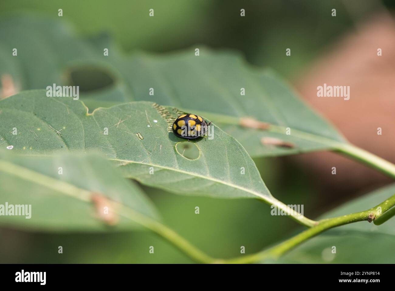 Epilachna mexicana hi-res stock photography and images - Alamy
