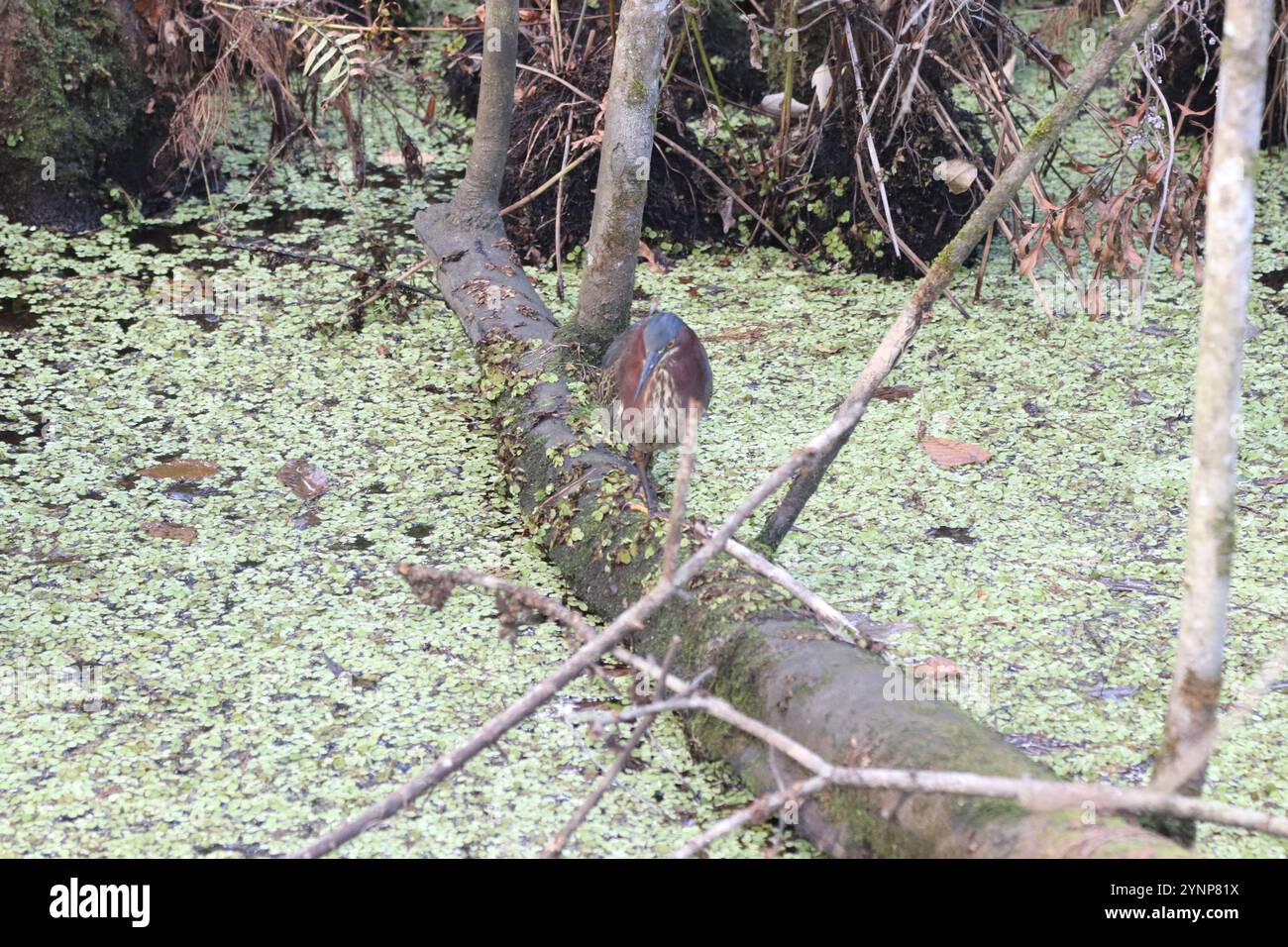 Swamp Land in the Everglades National Park Florida USA Stock Photo - Alamy