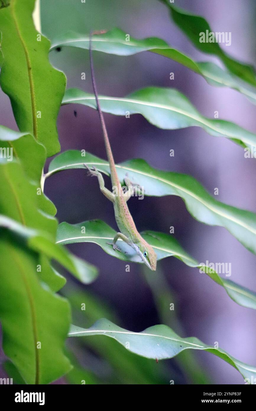 A Green Anole (Anolis carolinensis), also known as a Carolina Anole ...