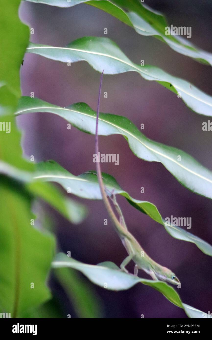 A Green Anole (Anolis carolinensis), also known as a Carolina Anole ...