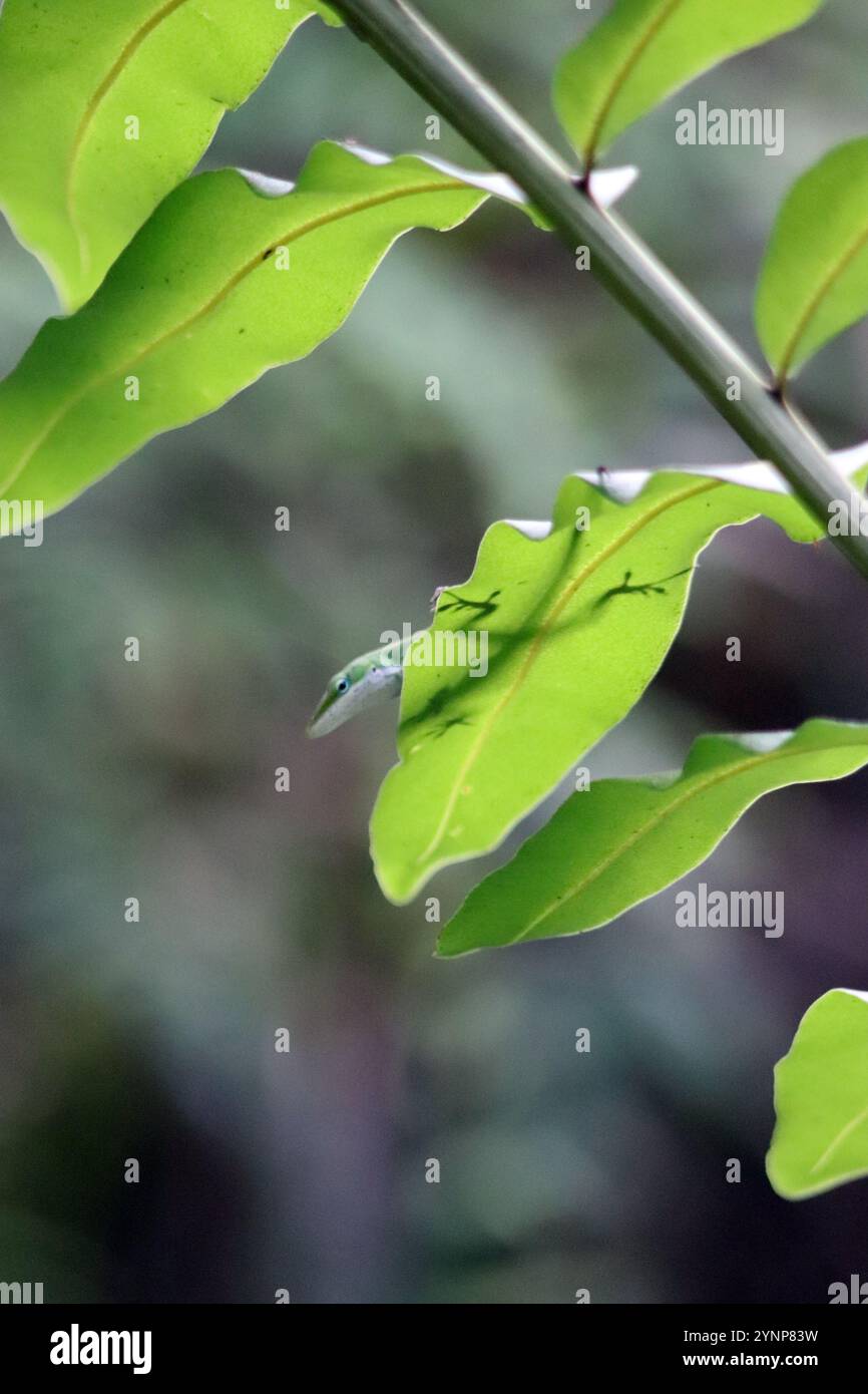 A Green Anole (Anolis carolinensis), also known as a Carolina Anole ...