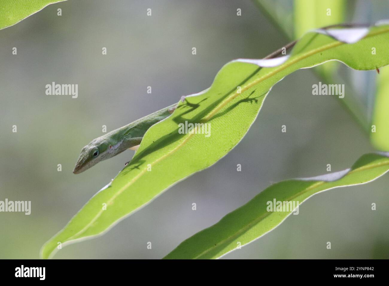 A Green Anole (Anolis carolinensis), also known as a Carolina Anole ...