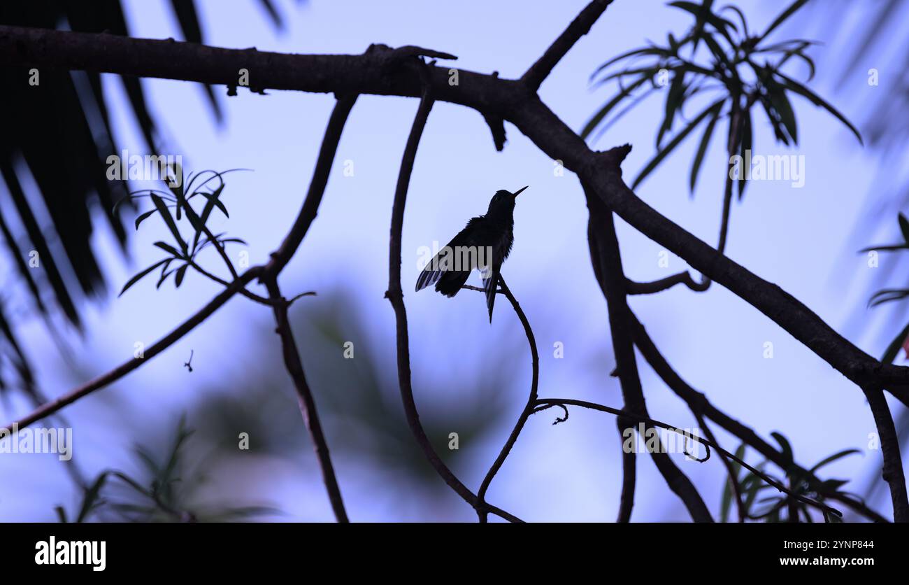 Wild hummingbird silhouette with trees at dusk, Pantanal, Brazil South ...