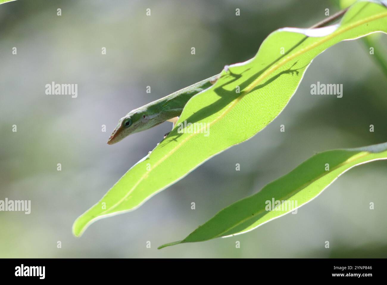 A Green Anole (Anolis carolinensis), also known as a Carolina Anole ...