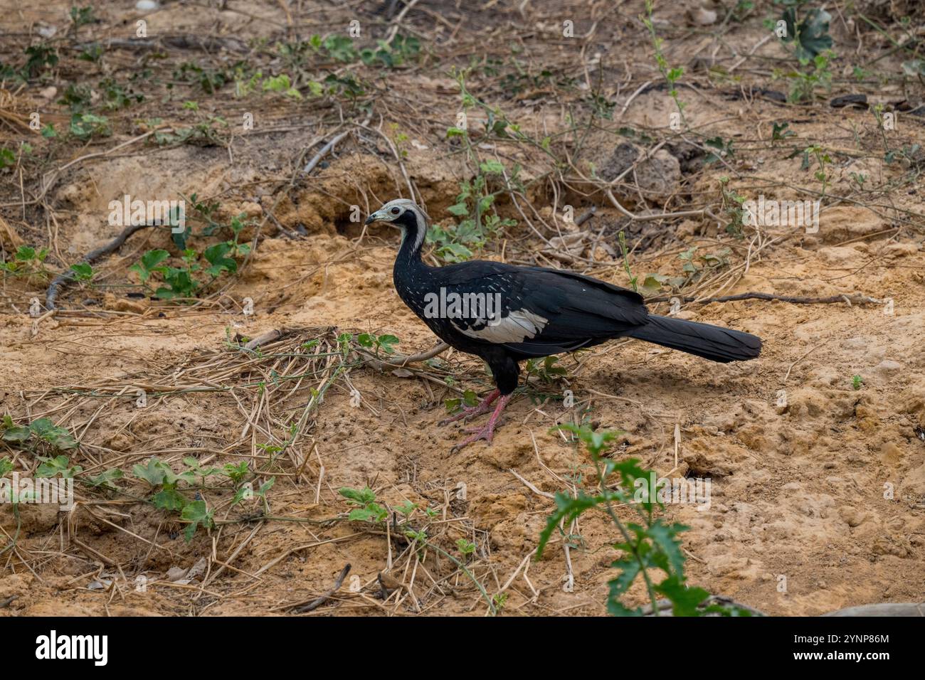 A blue-throated piping guan (Pipile cumanensis) on the ground near ...