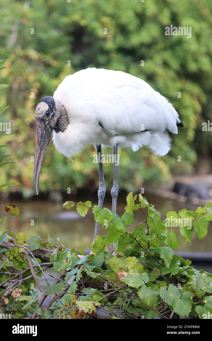 Wood Stork In Florida USA Stock Photo - Alamy