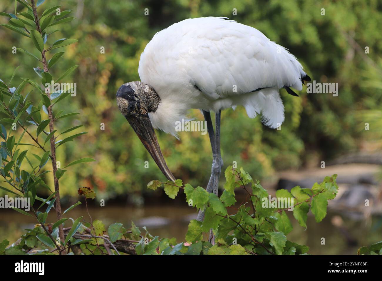 Wood Stork In Florida USA Stock Photo - Alamy