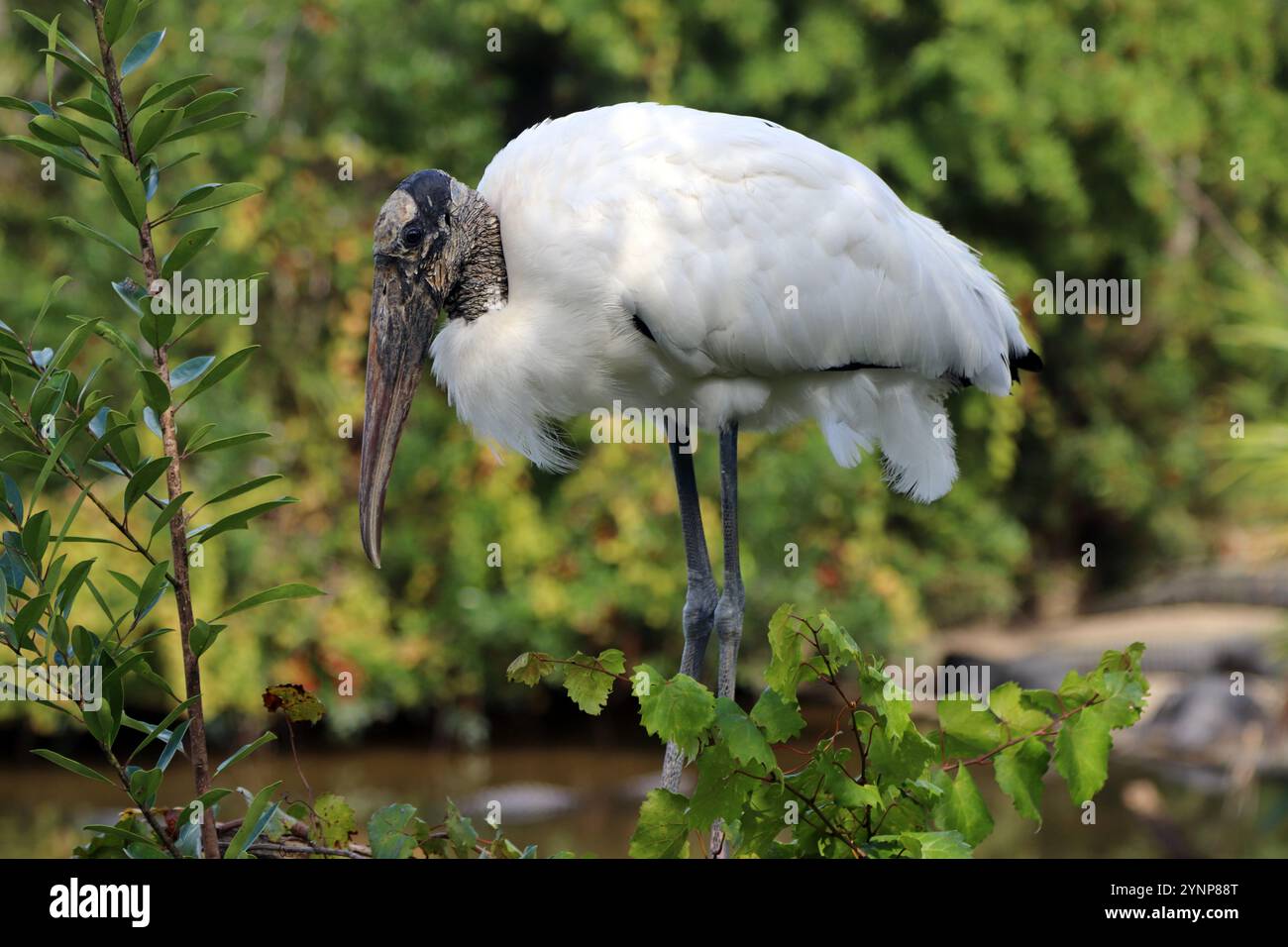 Wood Stork In Florida USA Stock Photo - Alamy