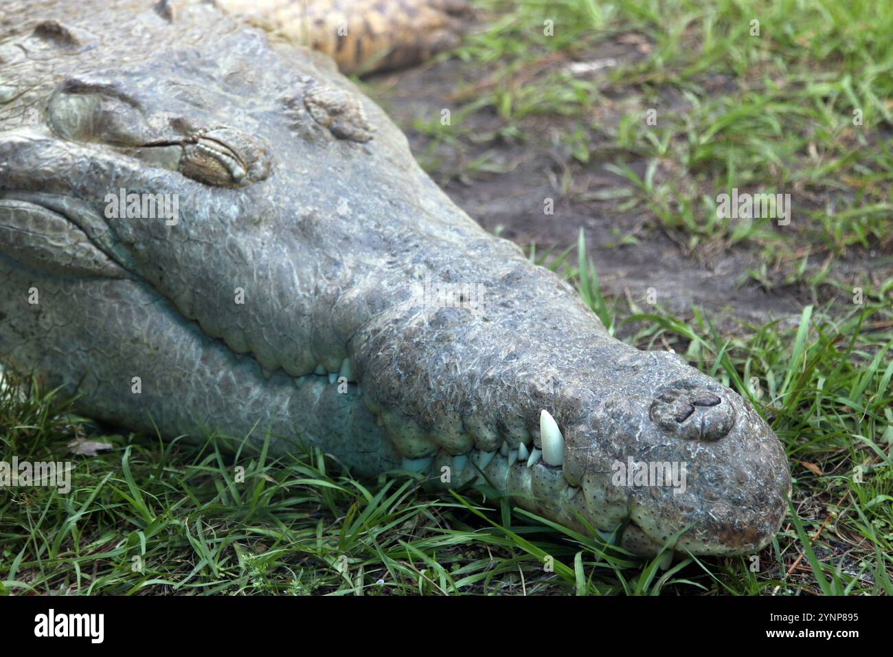Salt Water crocodile Stock Photo - Alamy