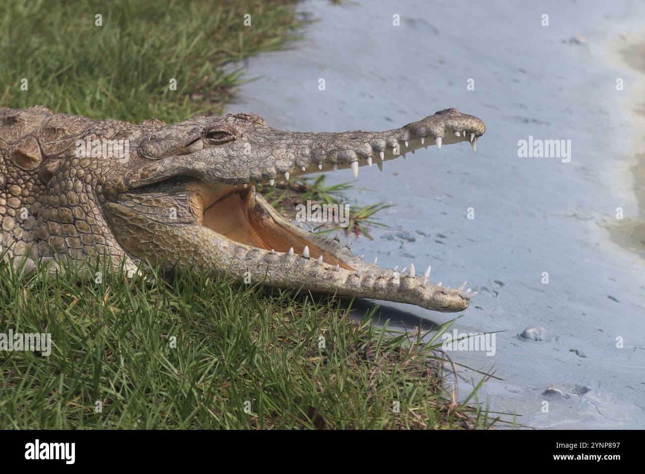 Salt Water crocodile Stock Photo - Alamy