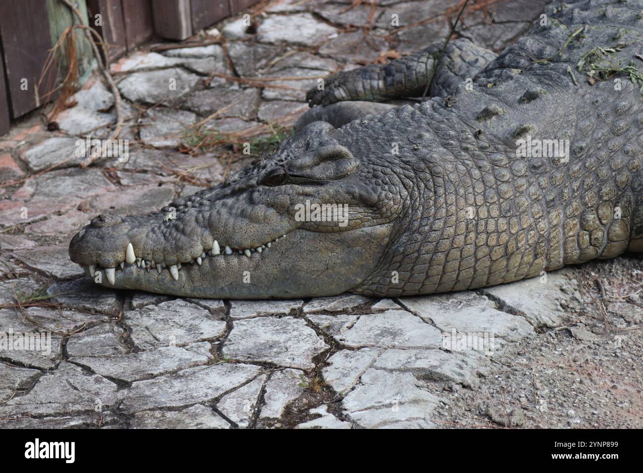 Salt Water crocodile Stock Photo - Alamy