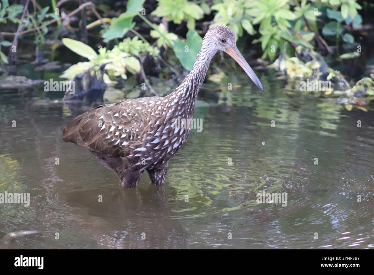 Limpkin (Aramus guarauna) in Florida USA Stock Photo - Alamy