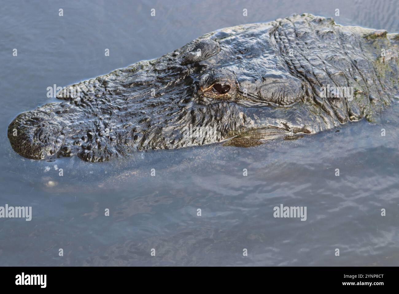 Alligators in Florida USA Stock Photo - Alamy