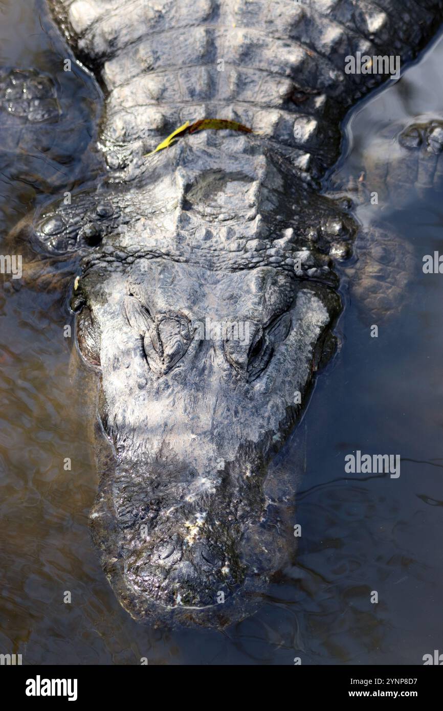 Alligators in Florida USA Stock Photo - Alamy