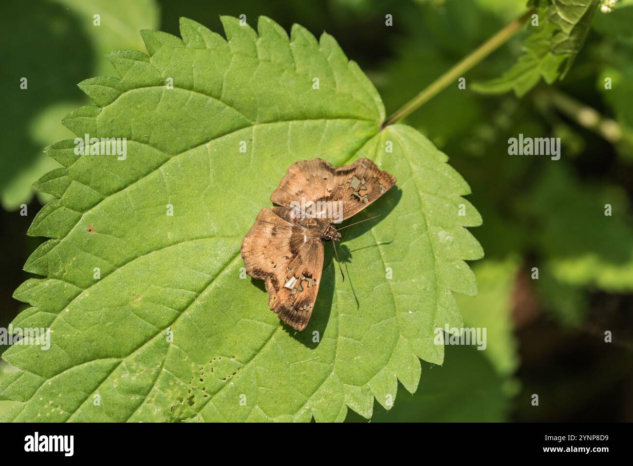Lugubrious Blue-Skipper aka Tanned Blue-skipper (Quadrus lugubris ...