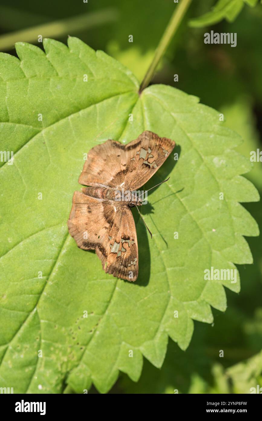 Lugubrious Blue-Skipper aka Tanned Blue-skipper (Quadrus lugubris ...