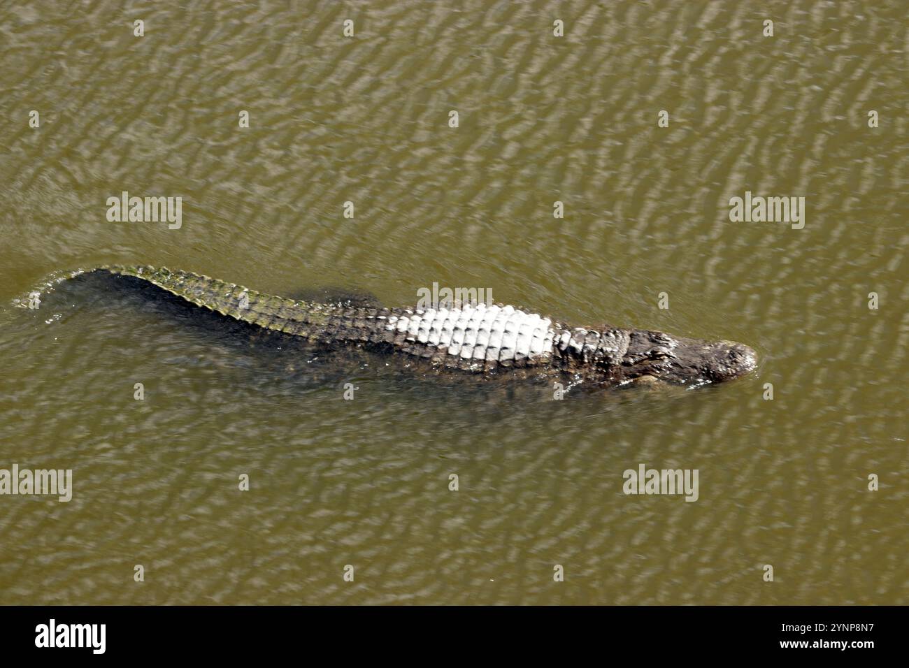 Alligators in Florida USA Stock Photo - Alamy