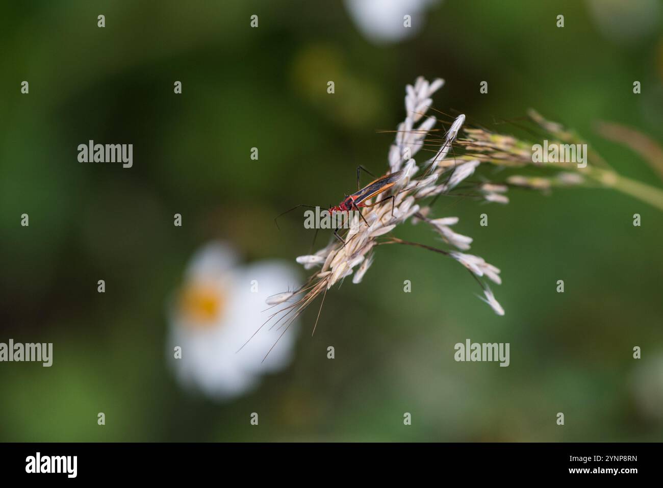 Red bull assassin hi-res stock photography and images - Alamy