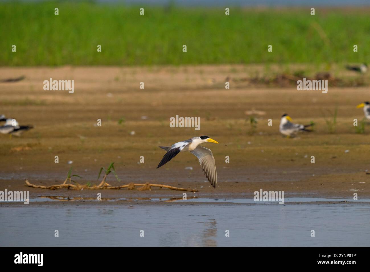 A Large-billed tern (Phaetusa simplex) is flying along a sandbank of ...