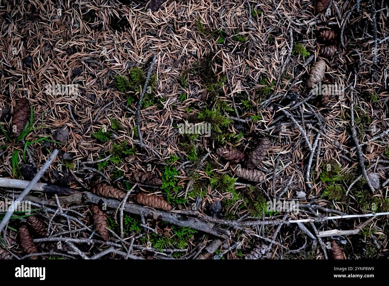 Alpine Canadian forest floor, closeup macro photography Stock Photo - Alamy