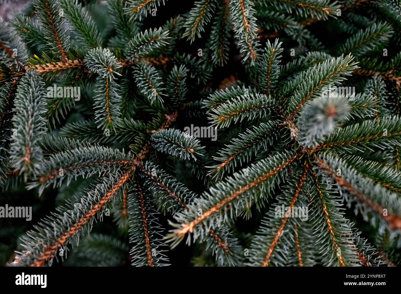 Evergreen tree details hi-res stock photography and images - Alamy