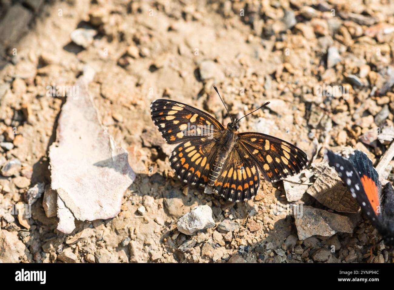 Theona Checkerspot (Chlosyne theona) mud-puddling in Mexico Stock Photo ...