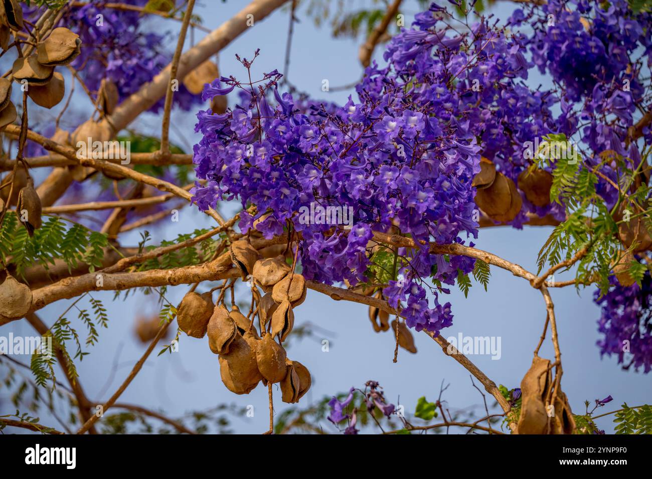 Jacaranda Mimosifolia Flowers Of India