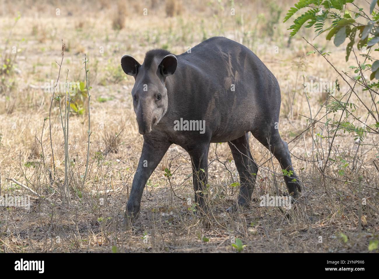 Lowland tapir (Tapirus terrestris), eye contact, Pantanal, inland, wetland, UNESCO Biosphere ...