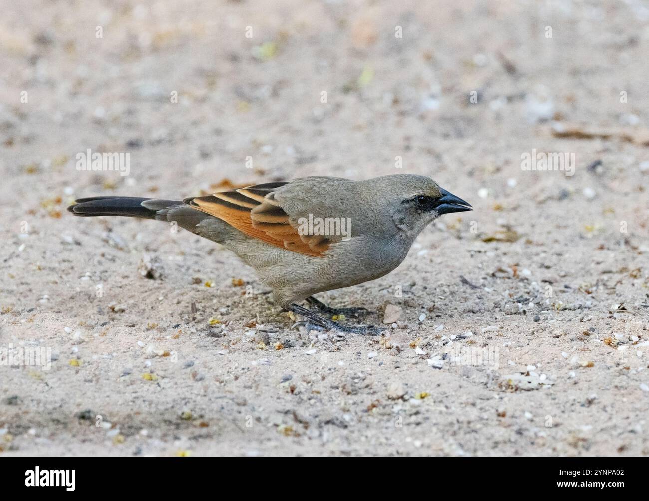 Grayish baywing, Agelaioides badius, side view, wildlife of the ...