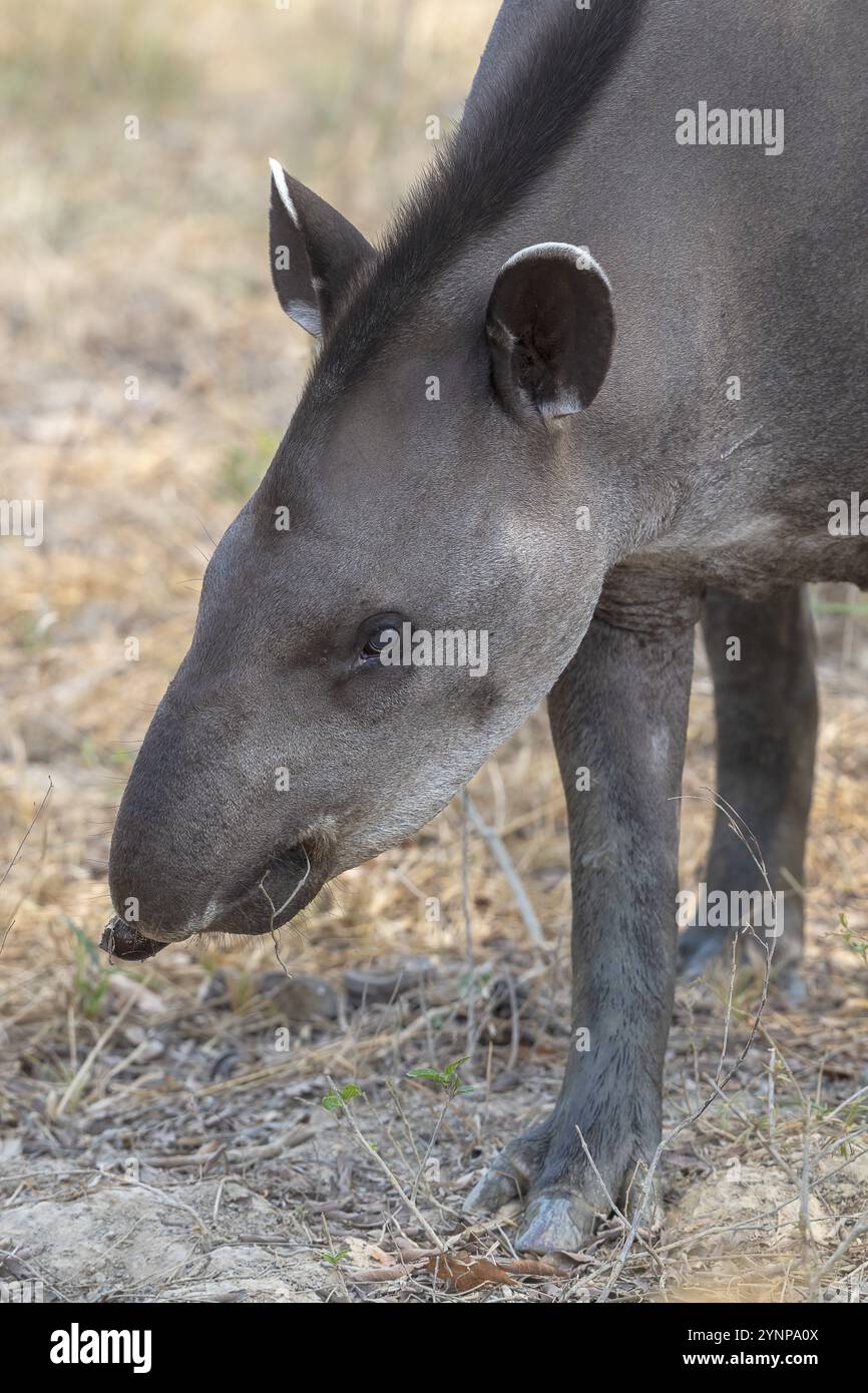 Lowland tapir (Tapirus terrestris), animal portrait, Pantanal, inland ...