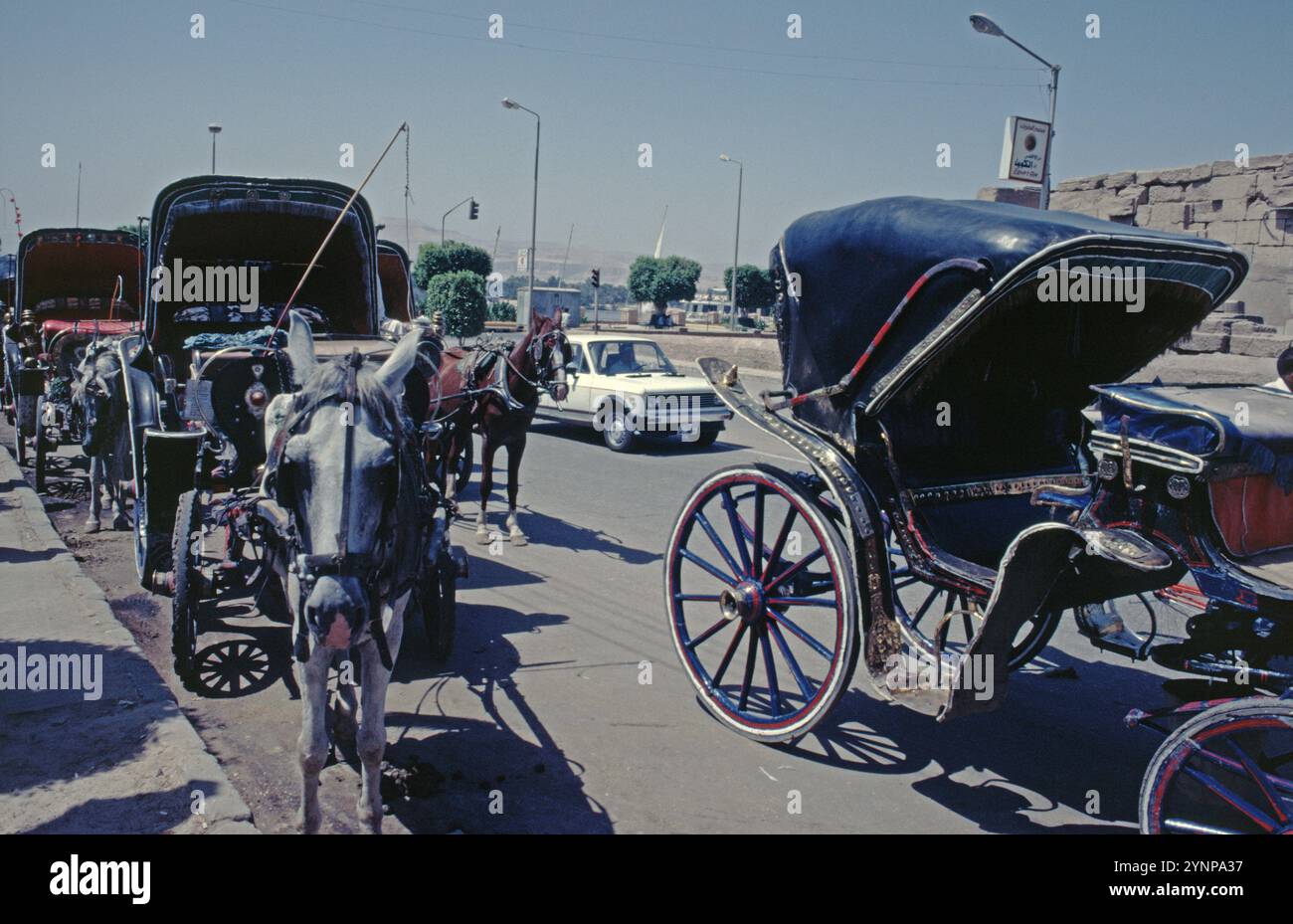 Horse-drawn carriages, Luxor, Nile Valley, Egypt, September 1989 ...