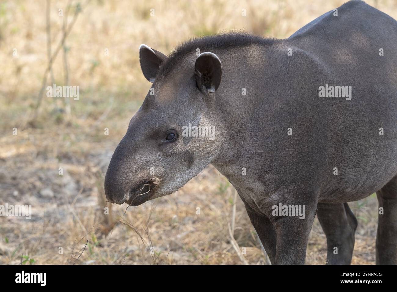 Lowland tapir (Tapirus terrestris), animal portrait, Pantanal, inland ...