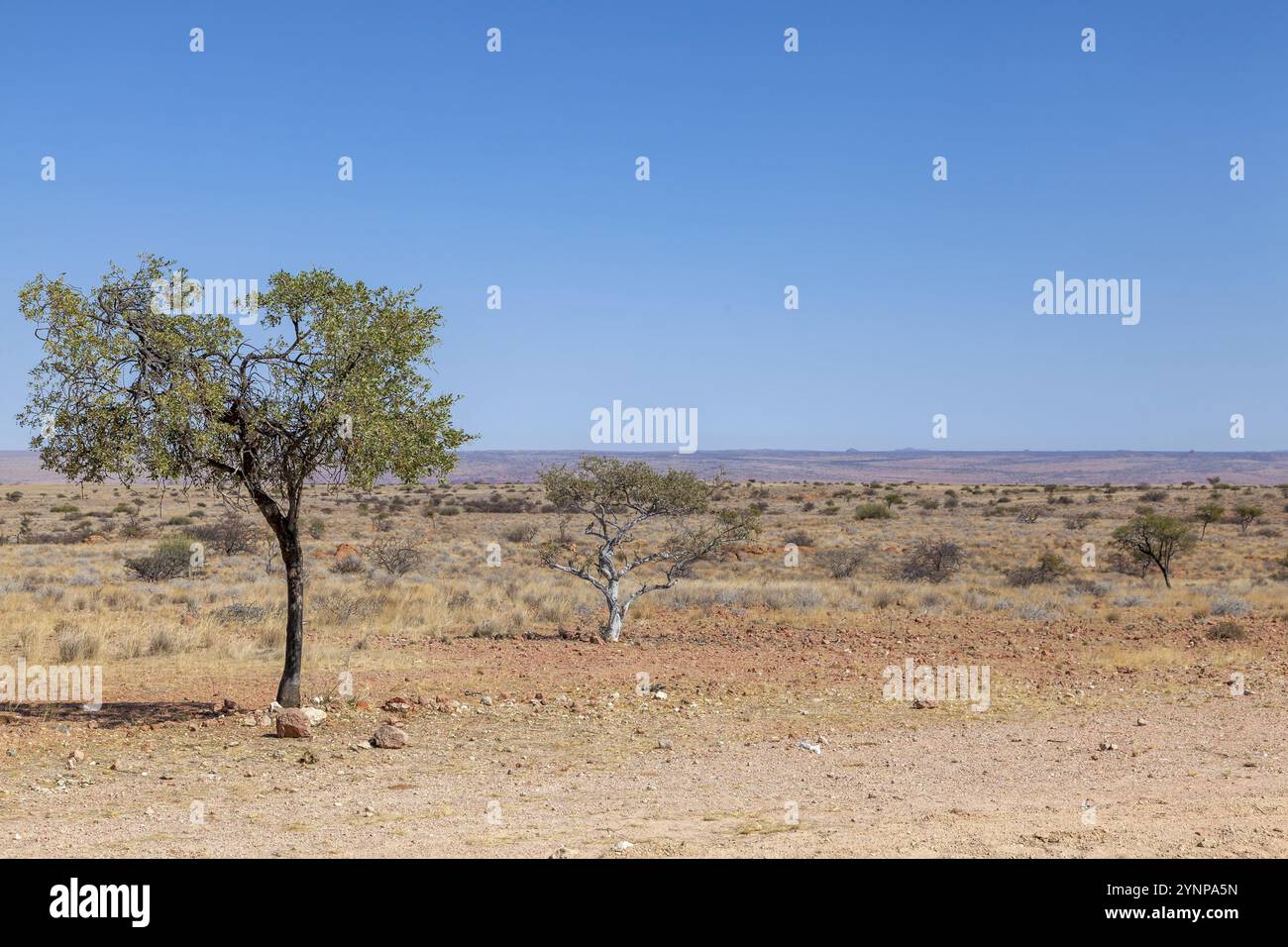 Barren desert plain with single trees in front of a far horizon, Namibia, Africa Stock Photo - Alamy
