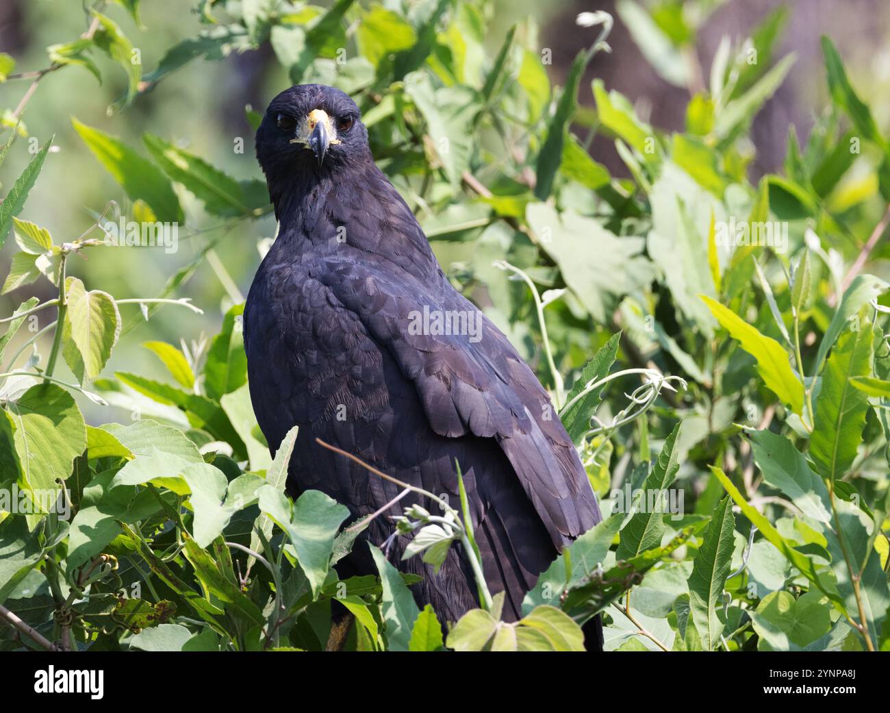 Great black hawk, Buteogallus urubitinga, hawk and bird of prey ...