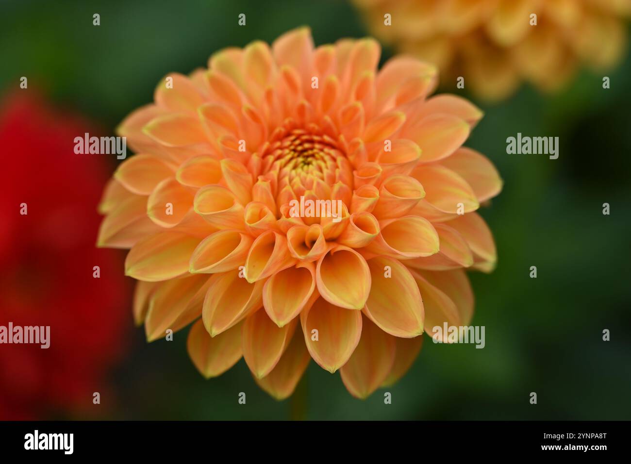 Orange autumn flowers of ball dahlia Sylvia UK garden October Stock ...
