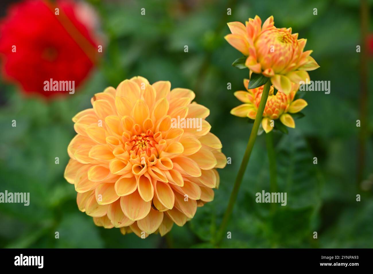 Orange autumn flowers of ball dahlia Sylvia UK garden October Stock ...