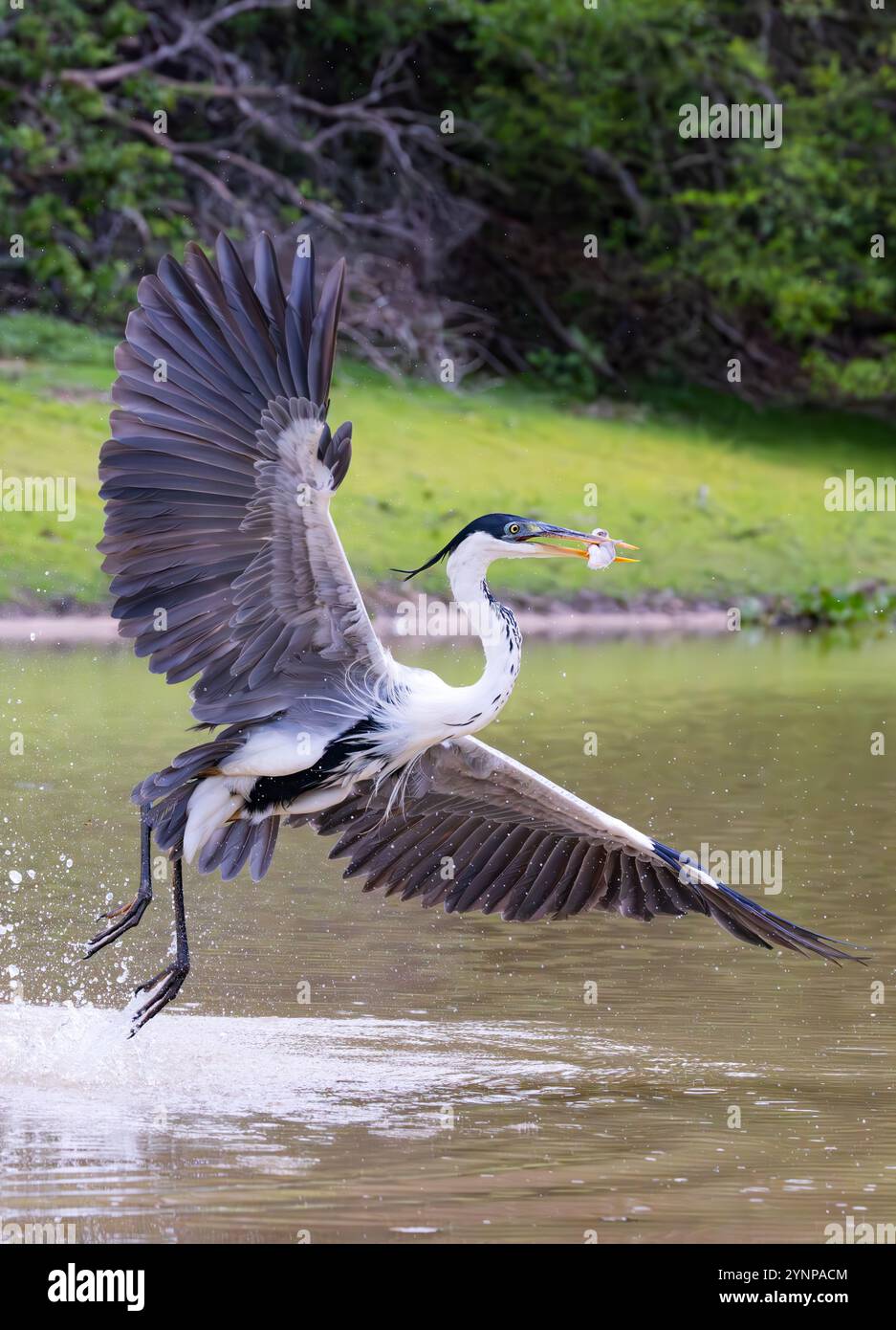 Heron fishing. Cocoi Heron, Ardea Cocoi, catching a fish in a river; The Pantanal wetlands ...