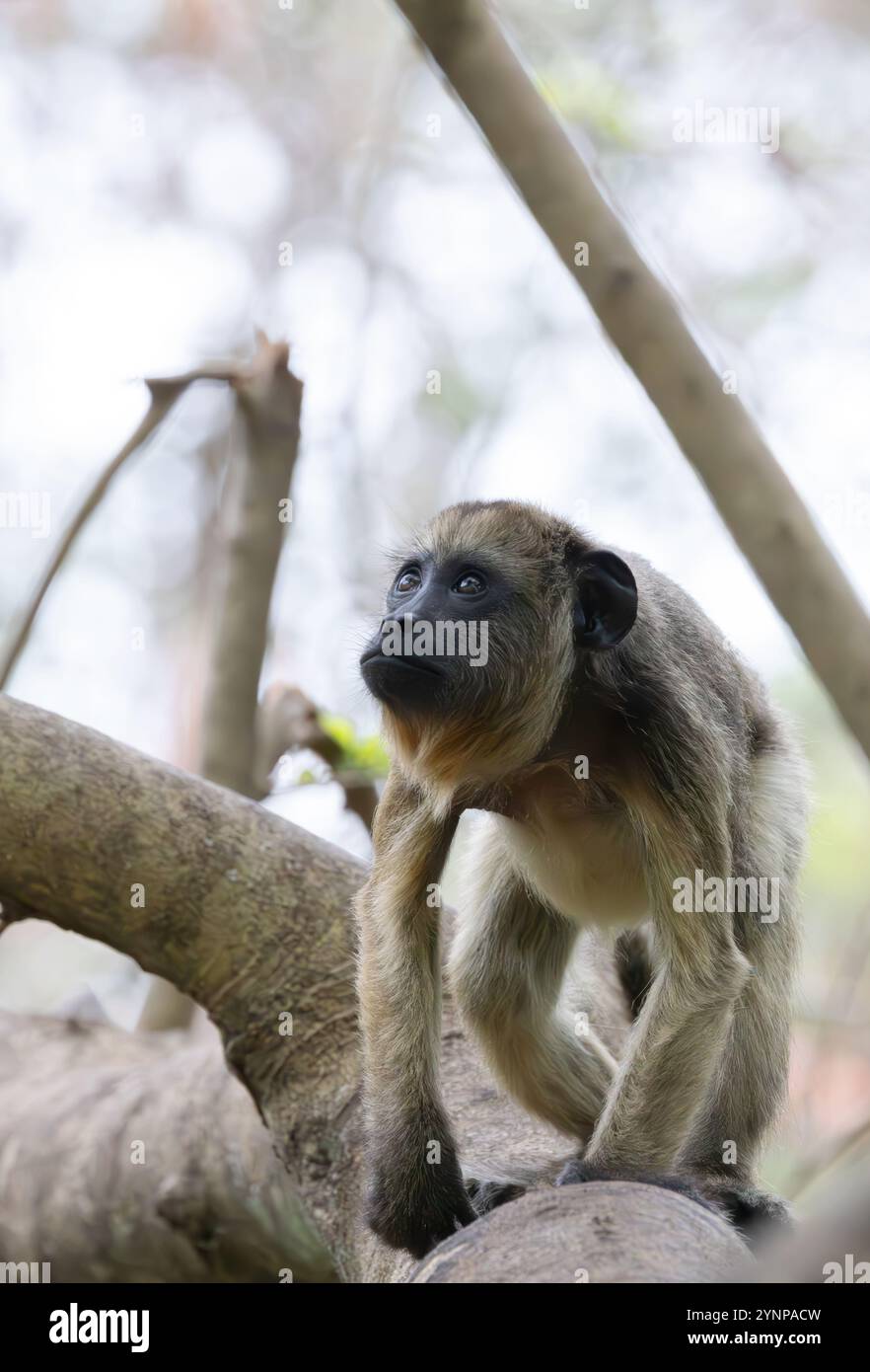 One young baby Black Howler monkey, Alouatta caraya, wild in a tree ...