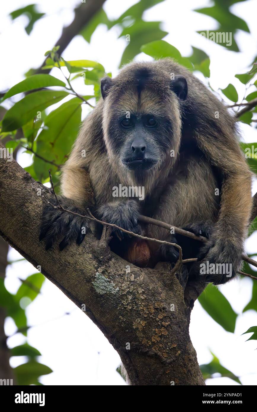 One pre-adult adolescent male wild Black Howler monkey, Alouatta caraya ...